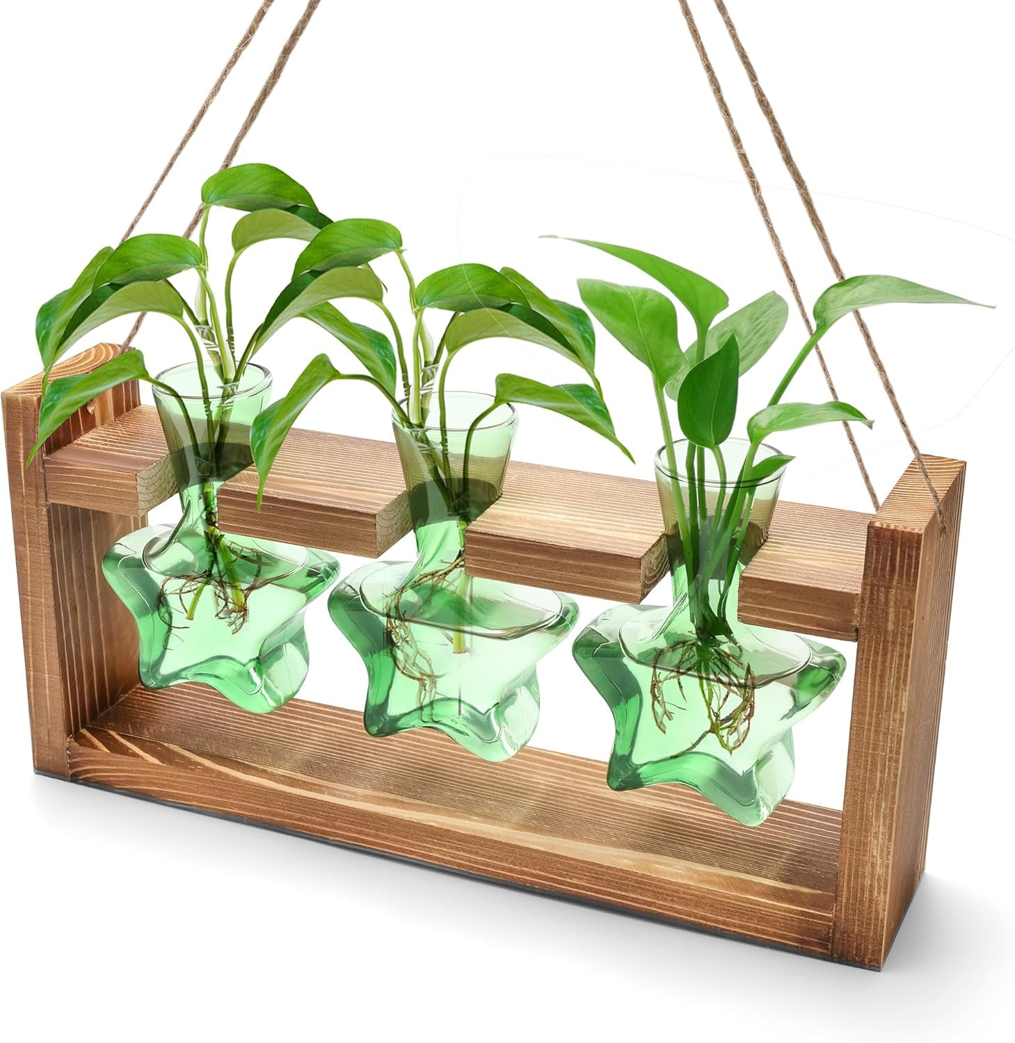 Plant Propagation Station, Star-Shaped Plant Terrarium with Wooden ...