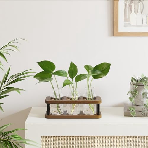 Plant Propagation Station with Wooden Stand, Propagation Vases Glass ...