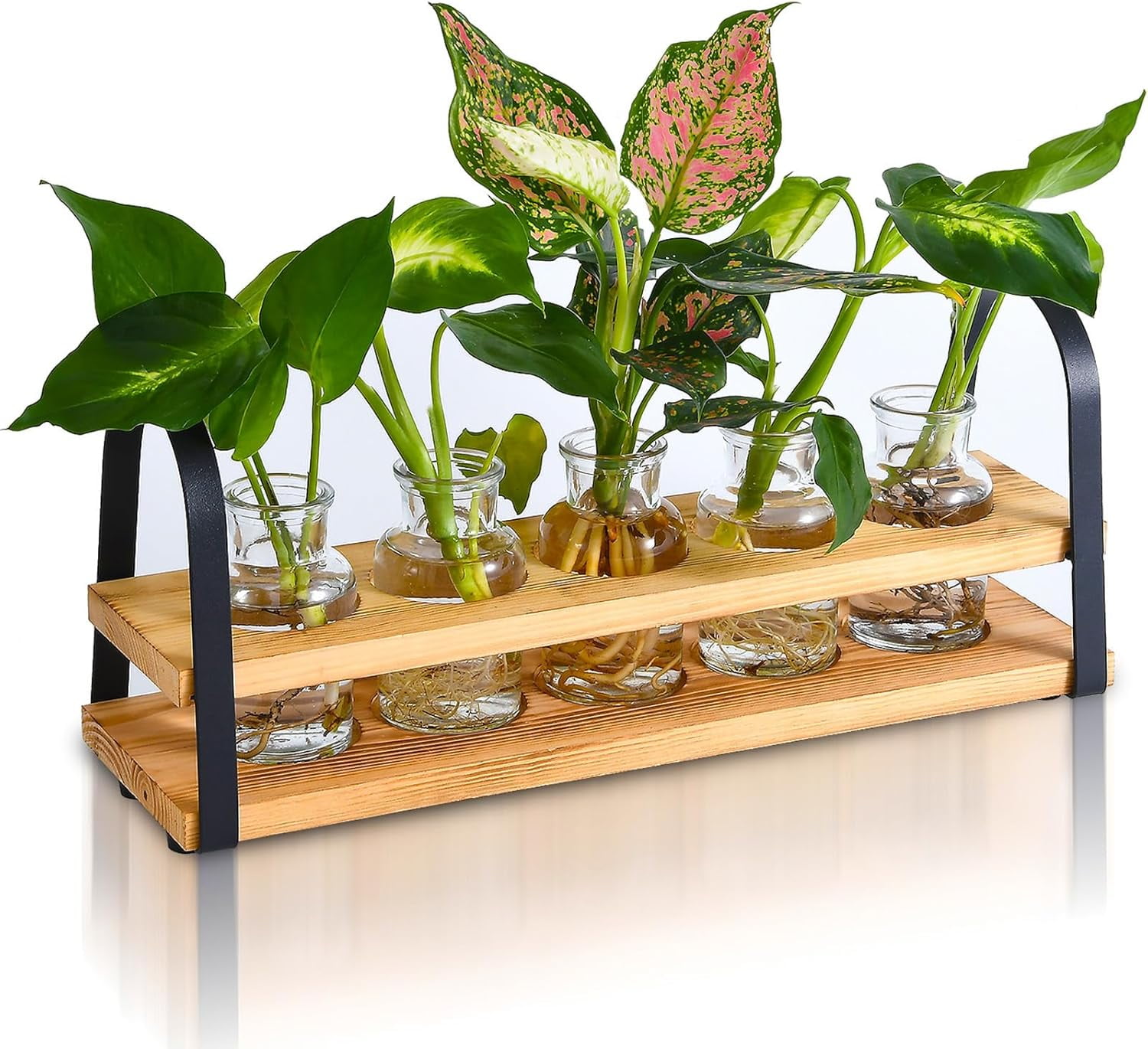 Plant Propagation Stations with Wood Stand, Desktop Plant Terrarium for ...