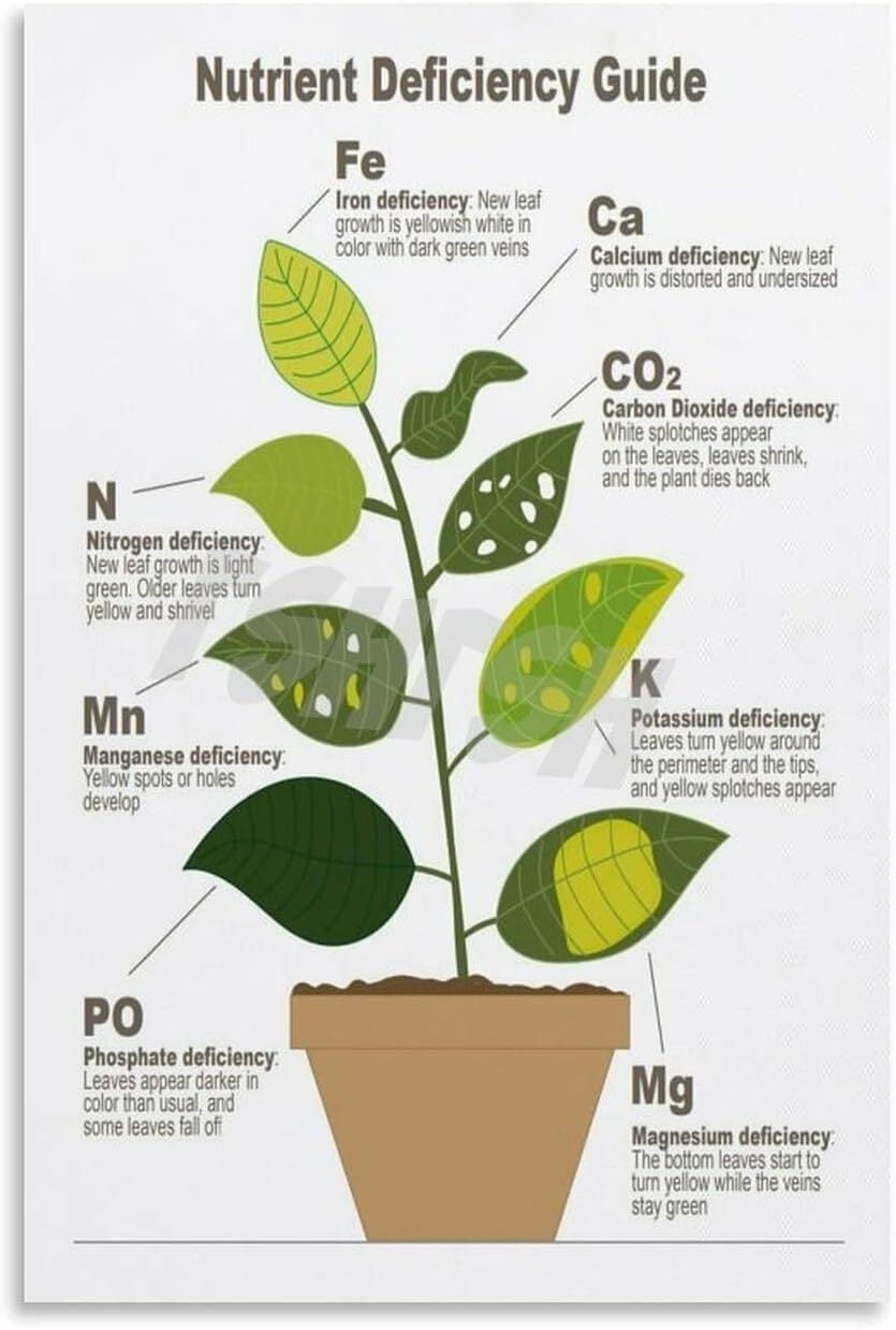 Plant Signs of Nutrient Deficiency Education Poster Botany Classroom ...