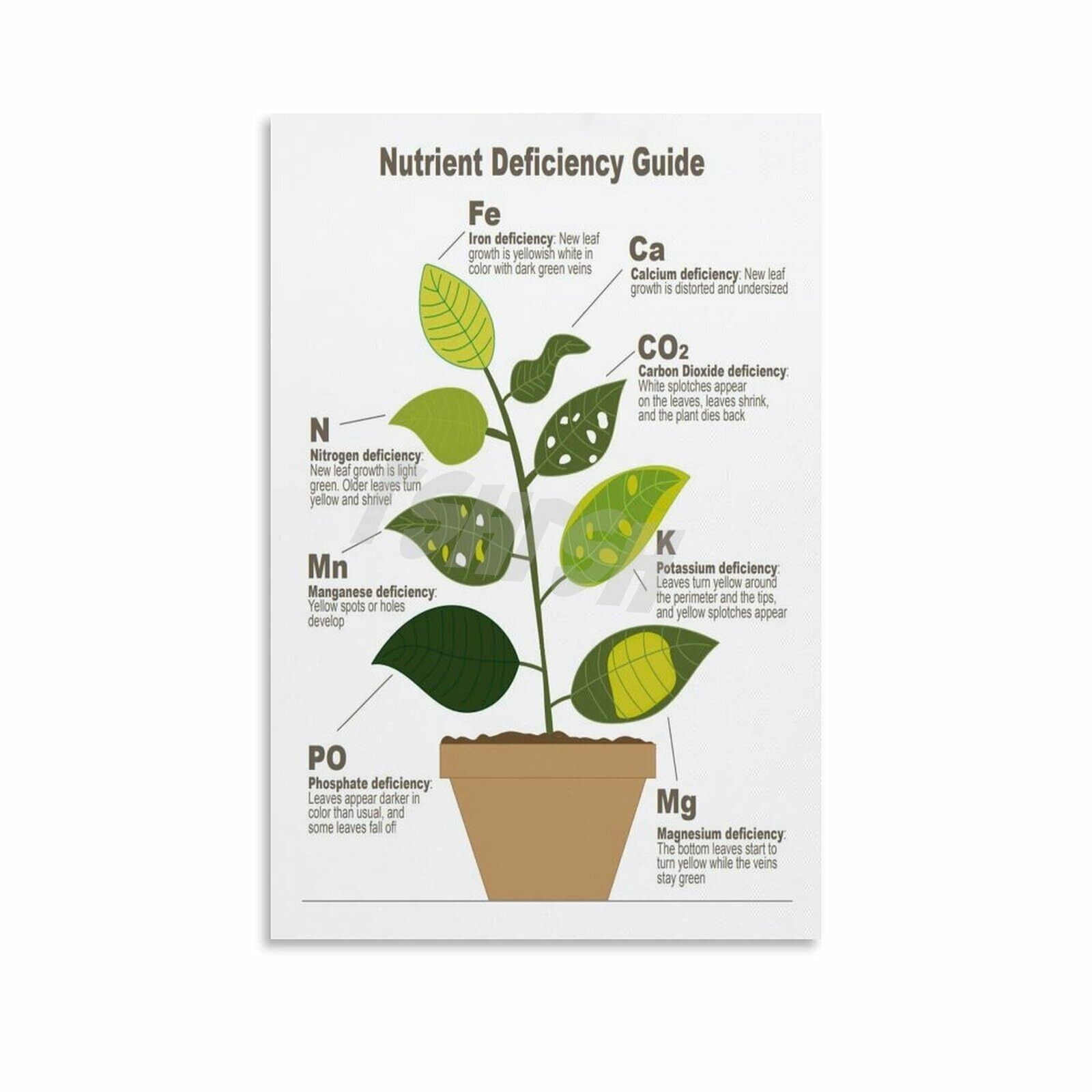 Plant Signs of Nutrient Deficiency Education Poster Botany Classroom ...