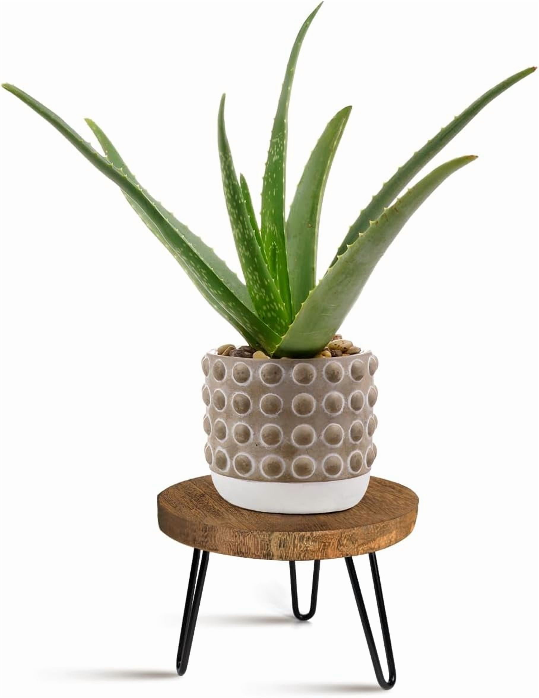 Plant Stand Indoor Outdoor, Wooden plant Stool, Mid Century Plant Stand ...