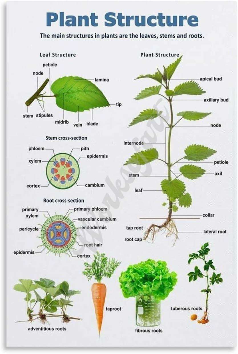 Plant Structure Poster Classroom Educational Wall Art for Living Room ...