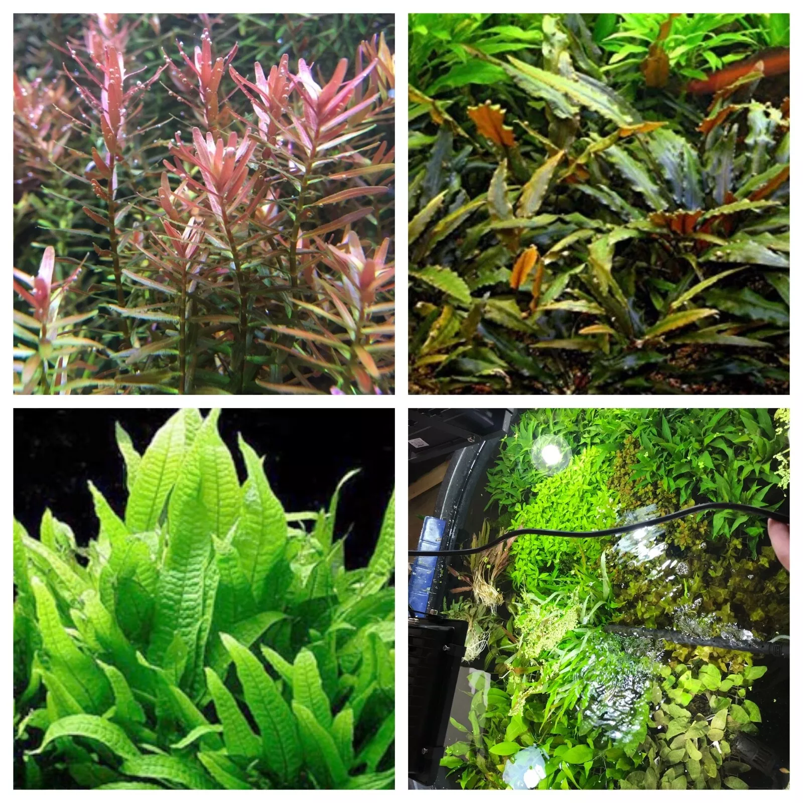 Plant Variety Pack - 8 Live Aquarium Plants (Java Fern, Amazon Sword ...