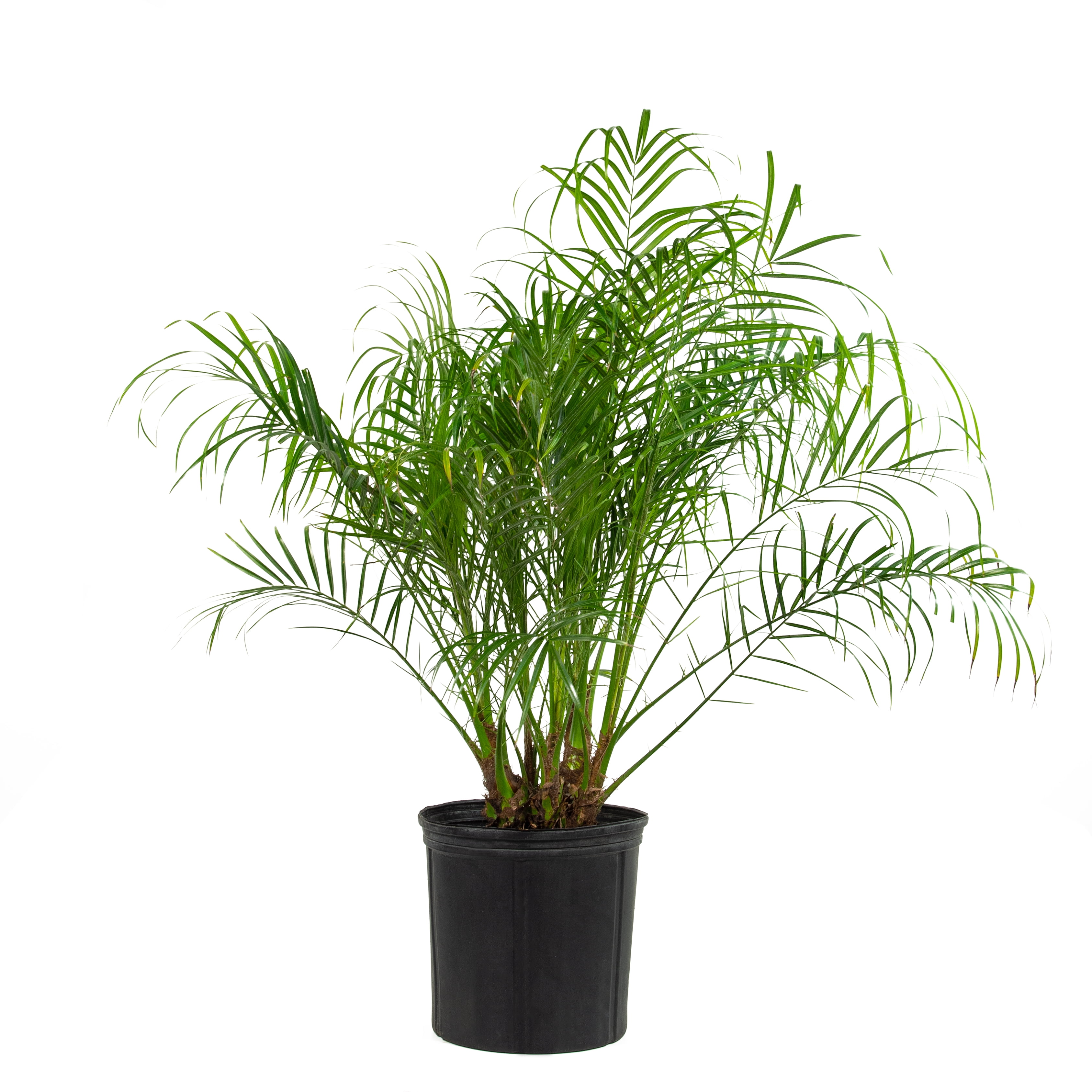 Plant with Purpose 10 in Green Robellini Palm Live Houseplant with ...