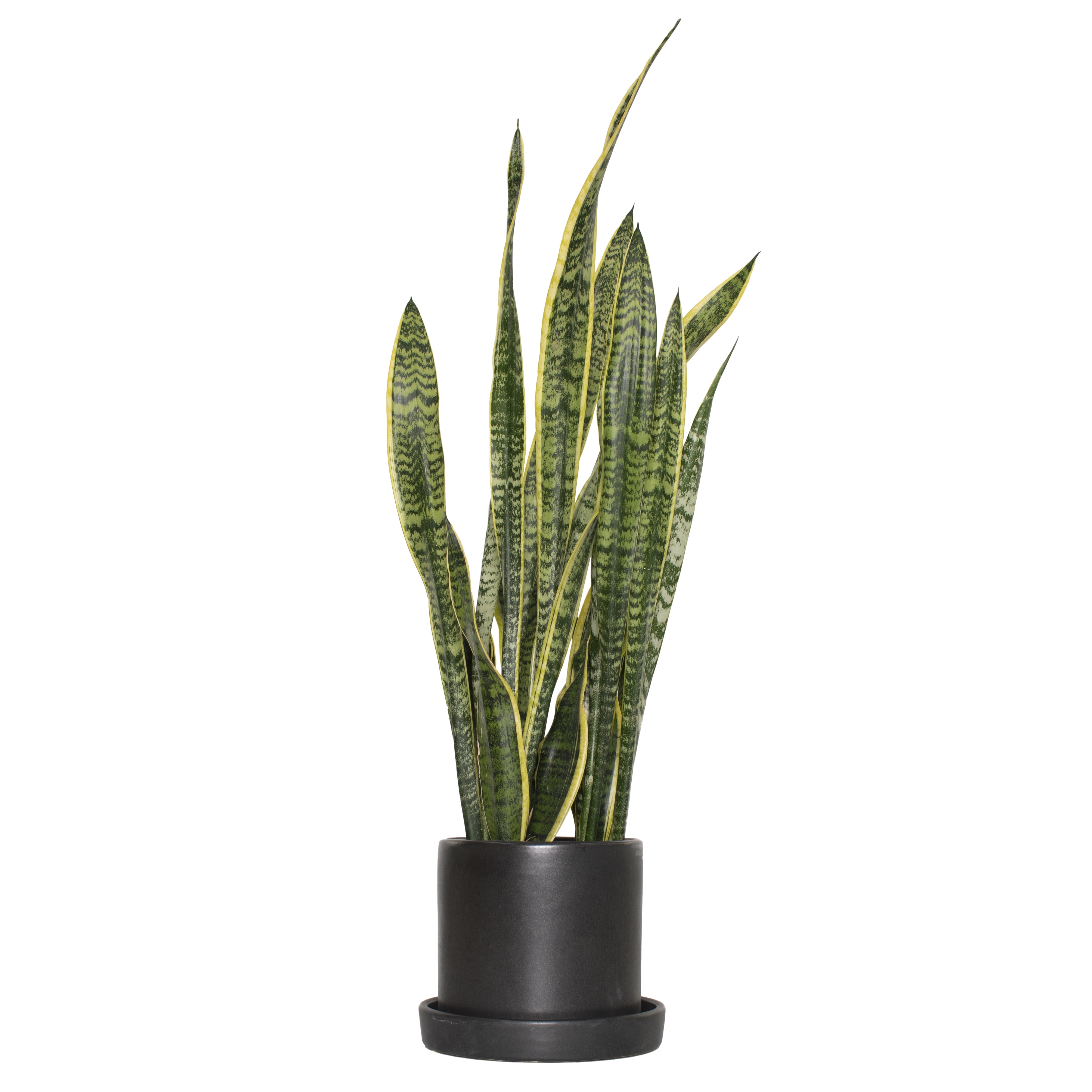 Plant with Purpose 7 in. Semi Matte Black Hyde Container with 6 in ...