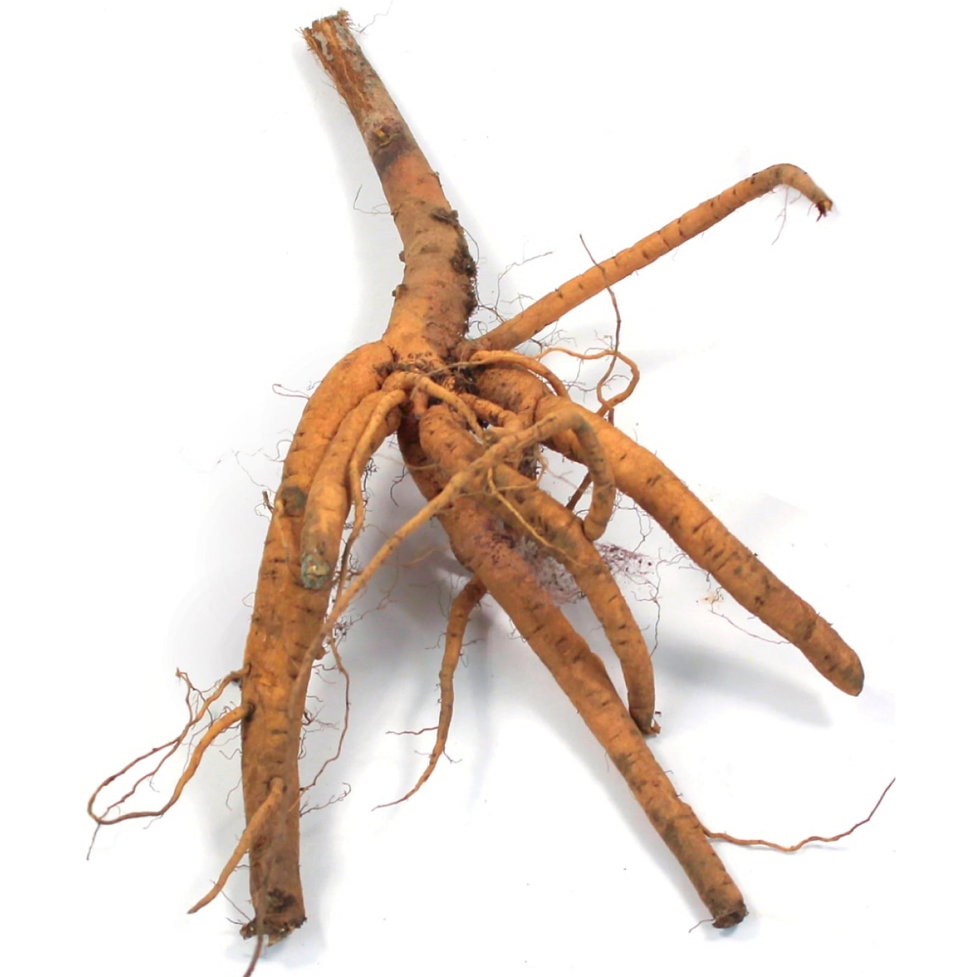 Plant with Purpose Bareroot Hibiscus Inner Glow Live Shrub with Bright ...