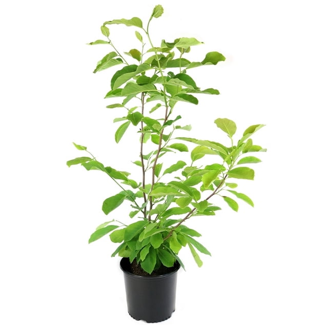 Plant with Purpose Dark Red Magnolia Galaxy Tree Live Plant in Grower ...