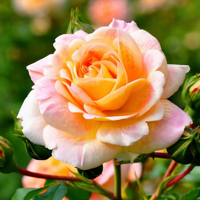Plant with Purpose Helen Hayes Hybrid Tea Rose Live Shrub- 2 Piece ...
