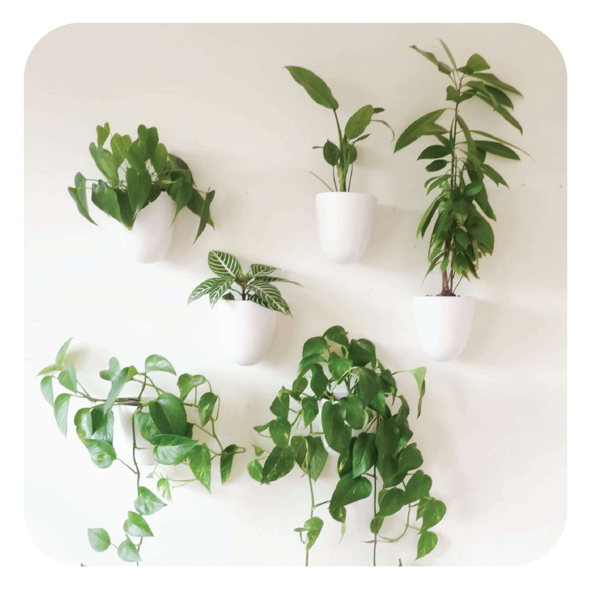 PlantPod Luxe - Self-Watering Wall Planters (Set of 6) - Easy to Water ...