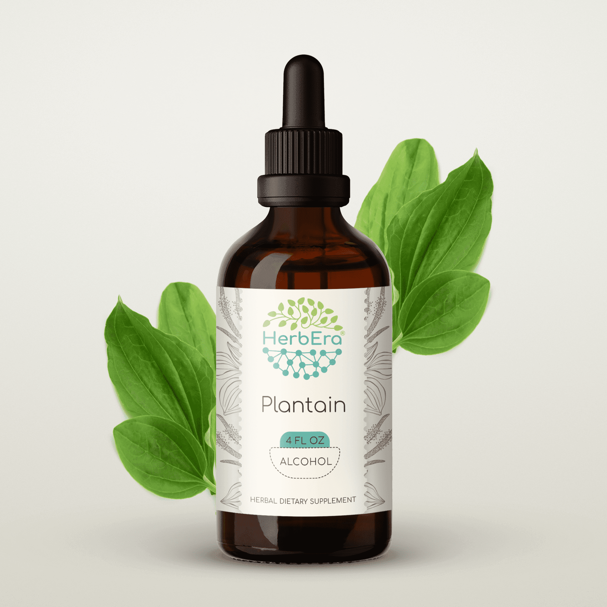 Plantain Alcohol Herbal Extract Tincture, Super-Concentrated Plantain ...