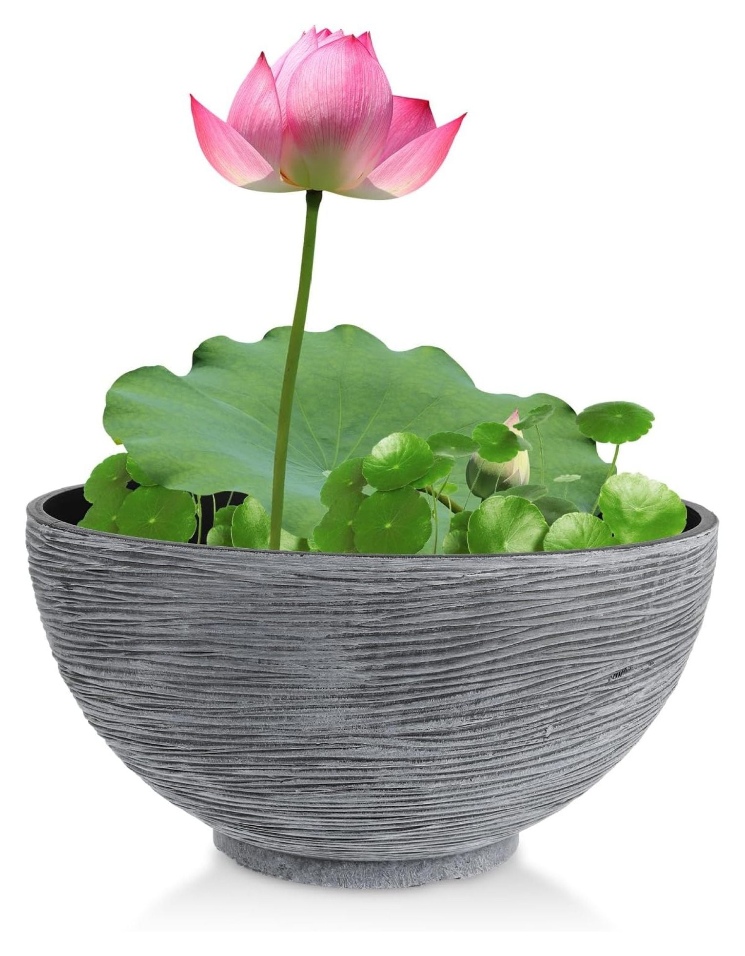 Planters Floating Plant Pot Garden Bowl Hydroponic Planter Water Lily ...