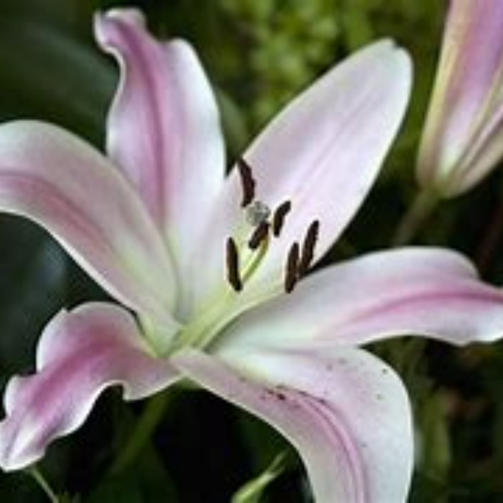 Planting Fall or Spring, lily for planting perennial,Lily for planting ...