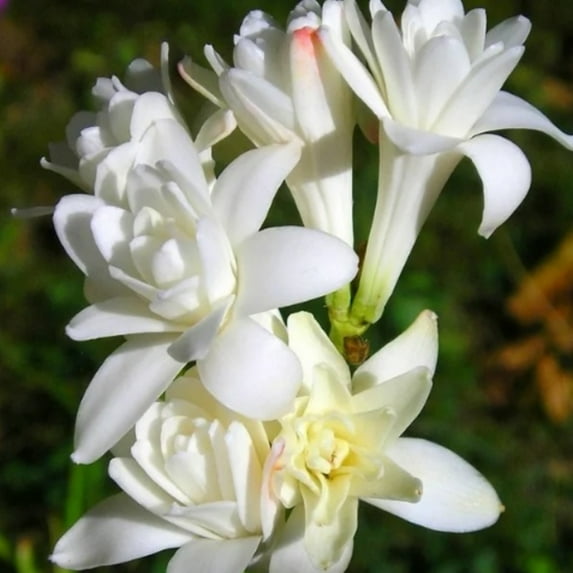 Planting Potted Ornaments for Beginners,Decoration your garden,Tuberose (Tuberoses)to plant in ...