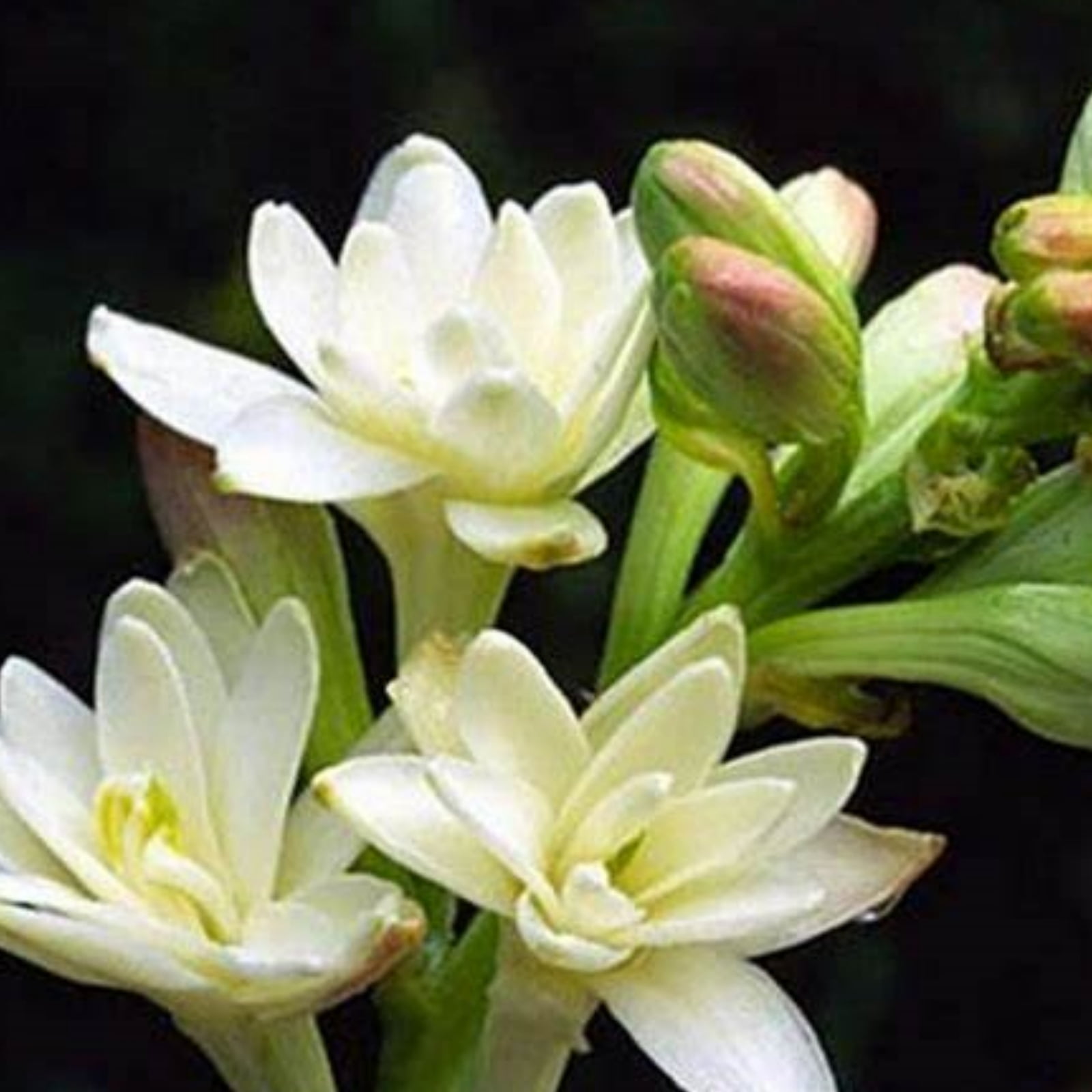 Planting Potted Ornaments for Beginners,Decoration your garden,Tuberose ...