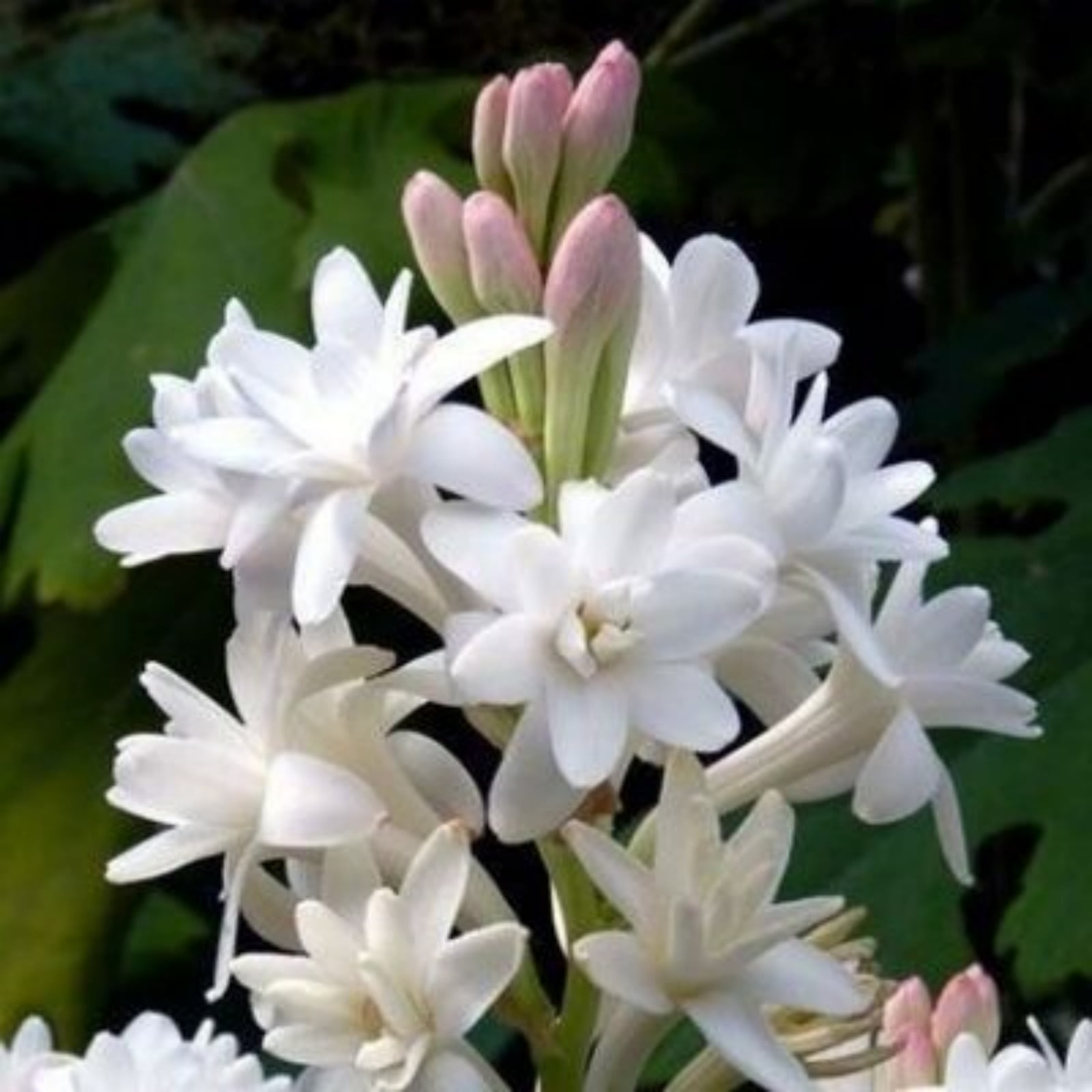 Planting Potted Ornaments for Beginners,Garden Decoration,Tuberose ...