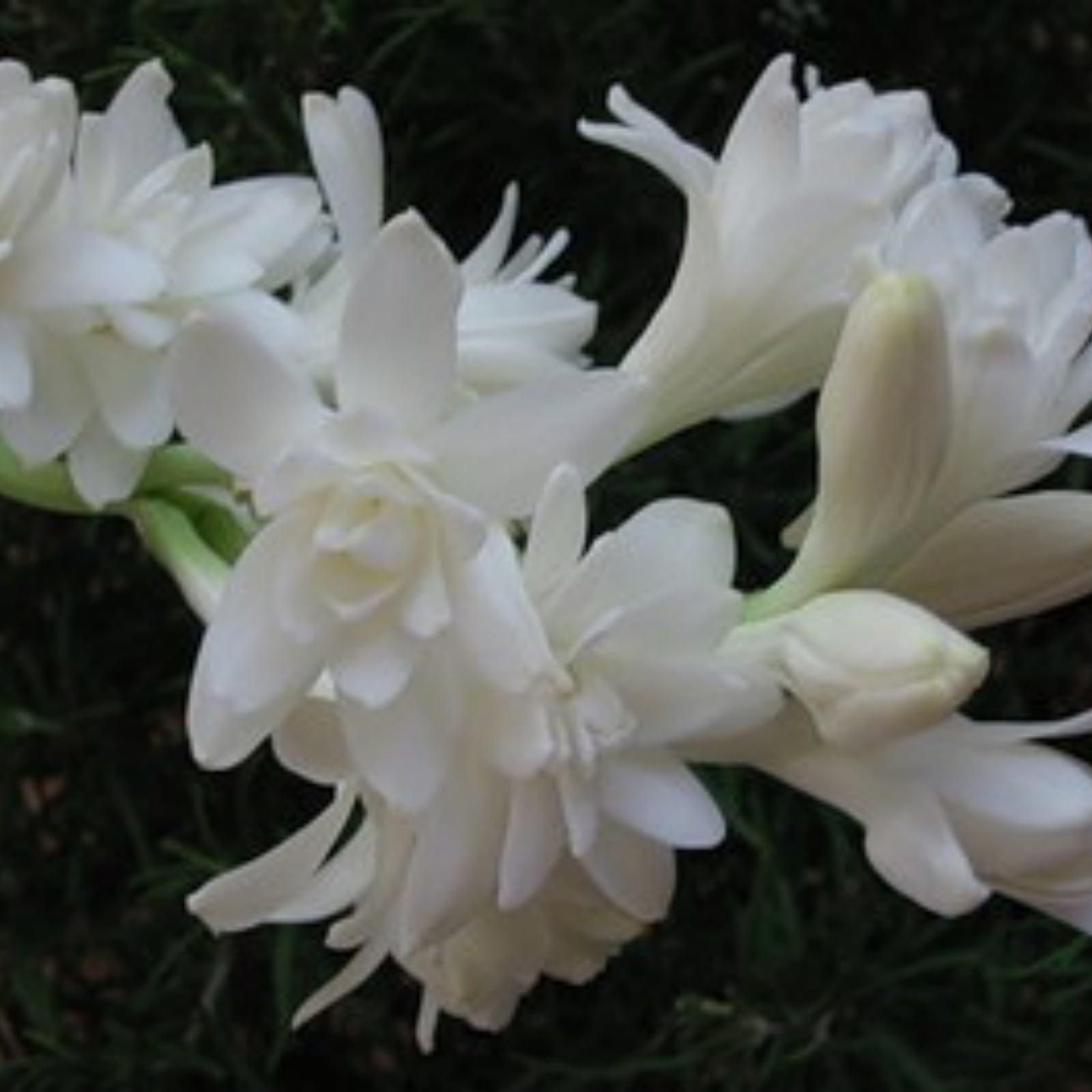 Planting Potted Ornaments for Beginners,Garden Decoration,Tuberose ...