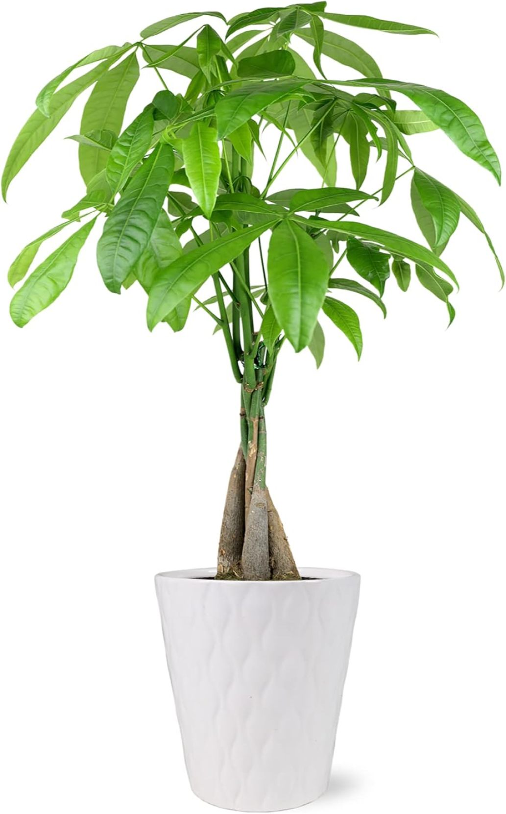 Plants & Blooms Shop PB408 Money Tree, 5", White Pot, Indoor Live Plant ...