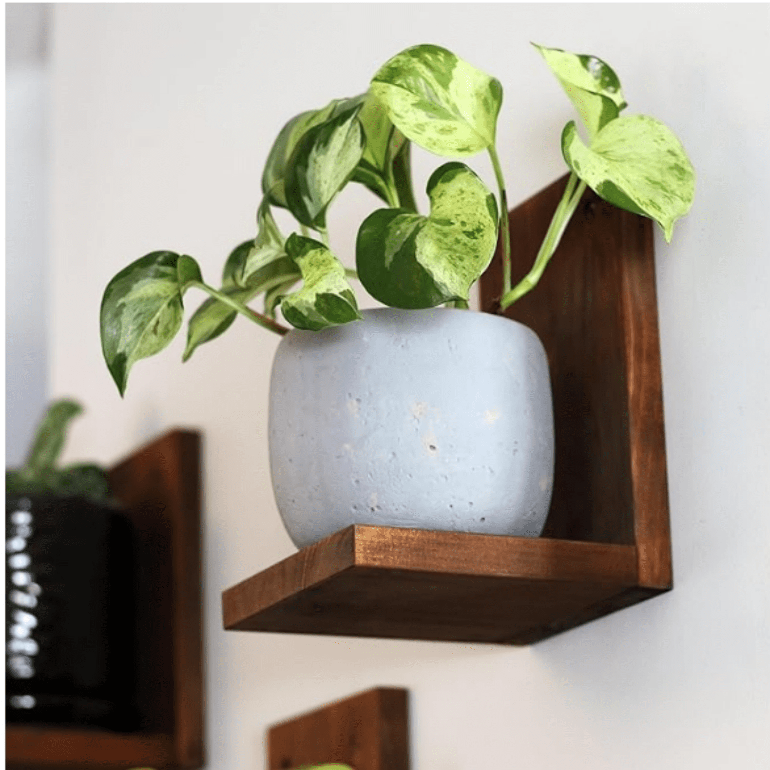 Plants Indoor Plant Wall Gallery Shelf Kit | Midcentury Mod Wooden ...