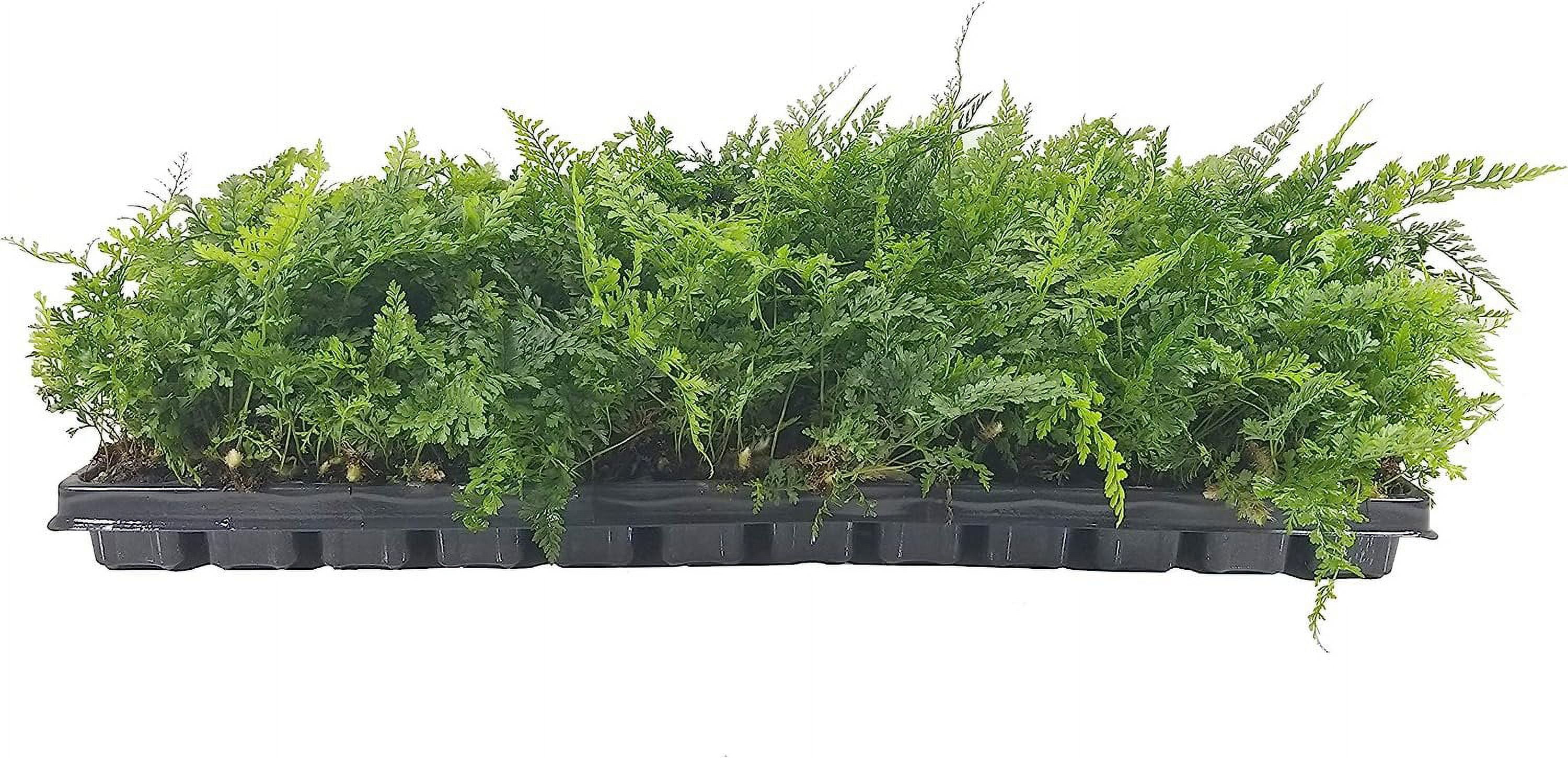 Plants Live Houseplants - White Paw Fern - 30 Live Plants - Humata ...