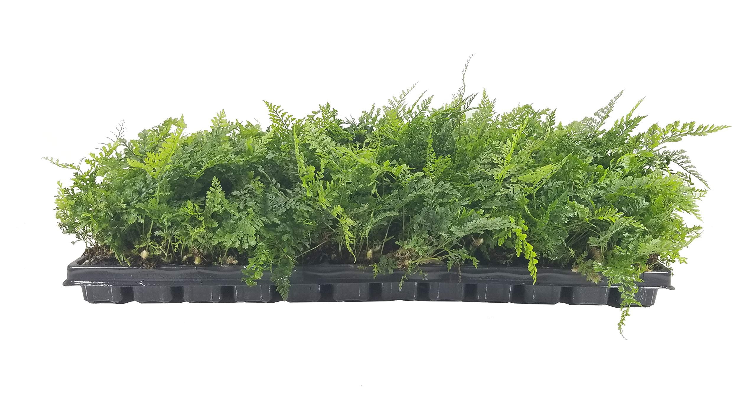 Plants Live Houseplants - White Paw Fern - 60 Live Plants - Humata ...