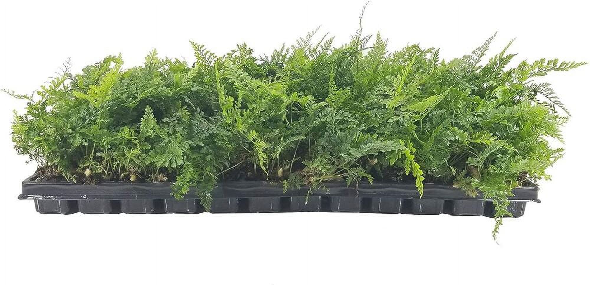 Plants Live Houseplants - White Paw Fern - Live Plants - Humata ...