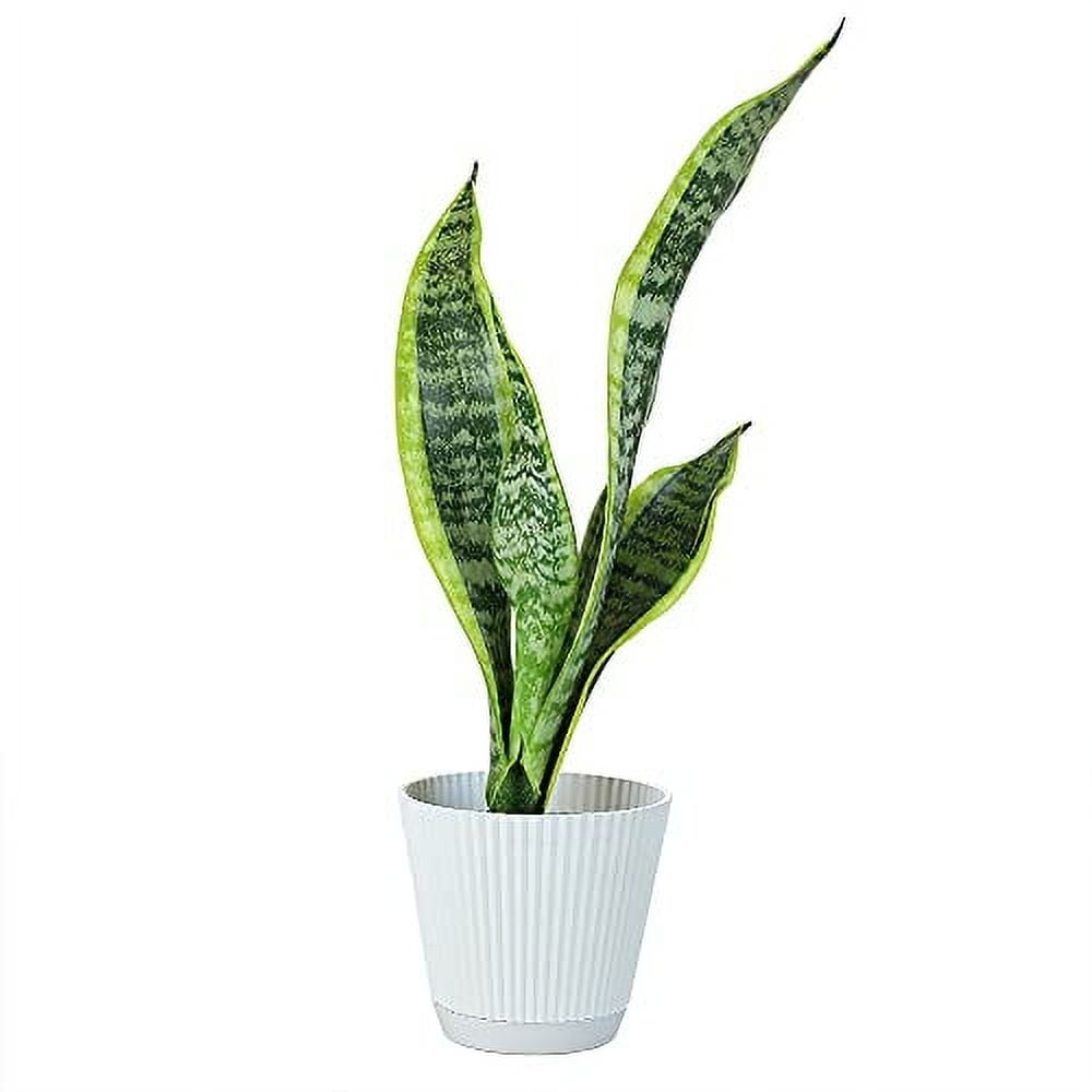 Plants for Pets Live Snake Plant with Decorative White Pot, Sansevieria ...