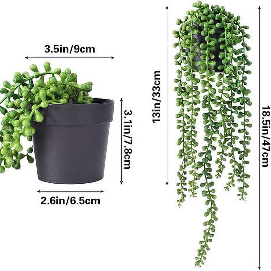 Plants Succulent Lovers Tears Art Succulents for Indoor Outdoor Decor ...