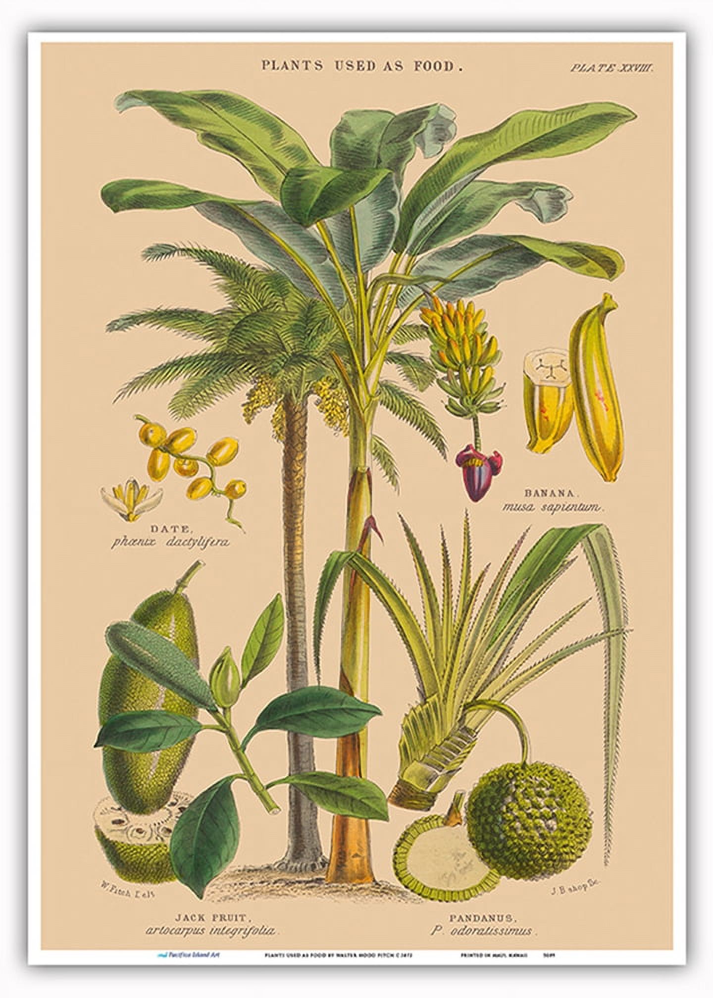 Plants Used as Food - Banana Palm Date Palm Jack Fruit Pandanus ...
