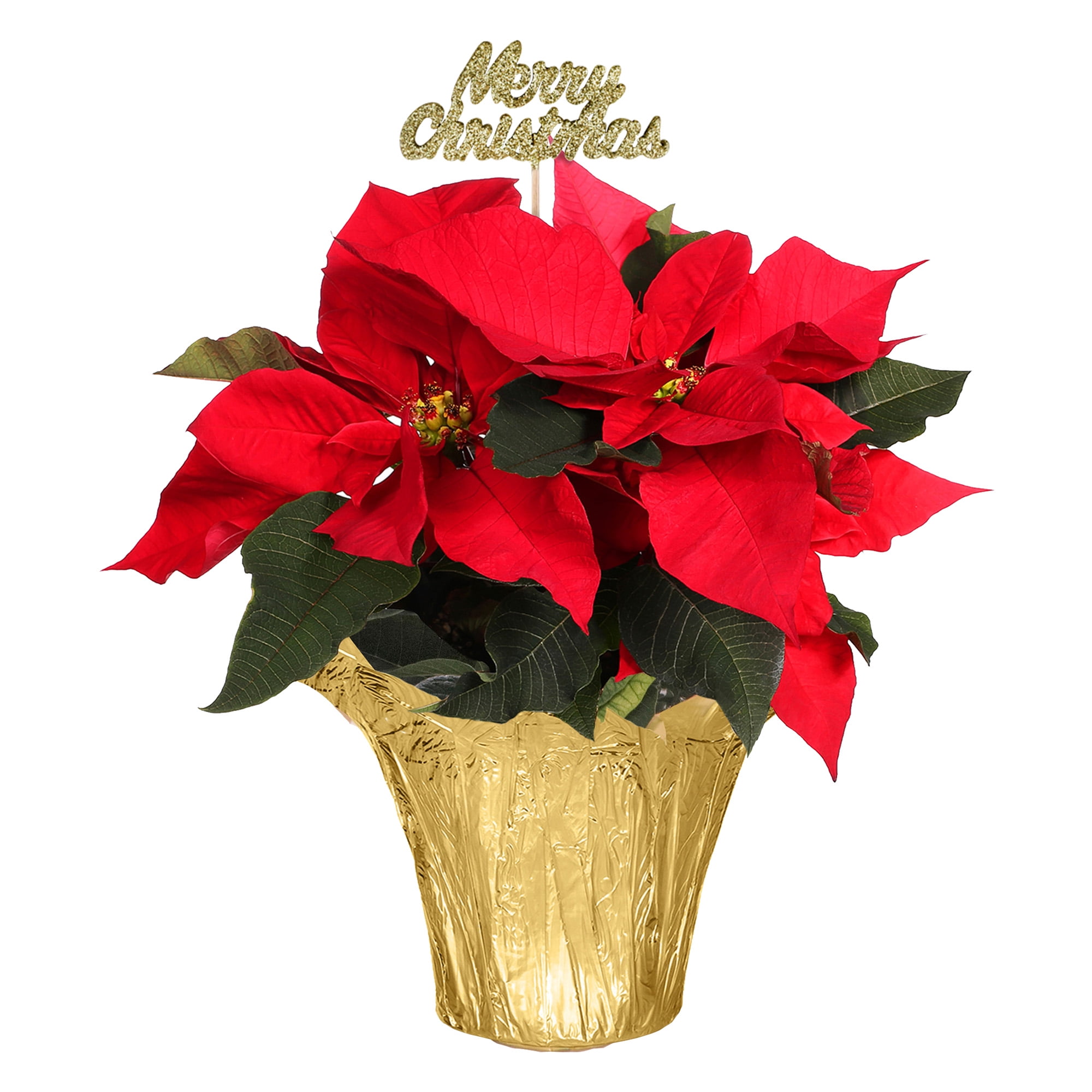 Plants and Blooms 8-10 Red Poinsettia Live Plant - Walmart.com