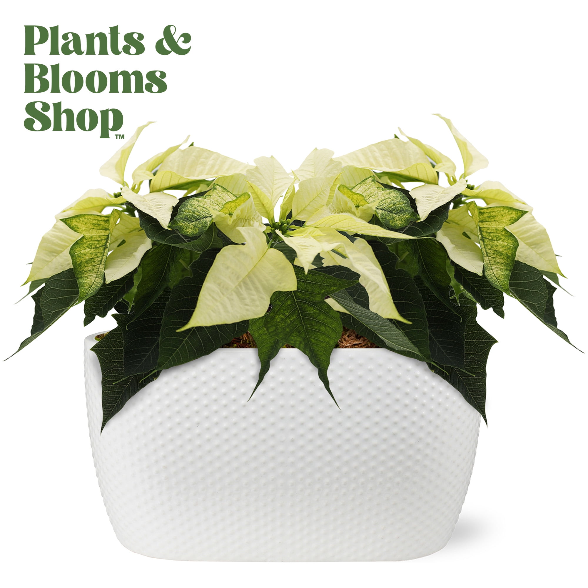 Plants and Blooms Two 8-10" White Poinsettia Live Plants in 10" White ...