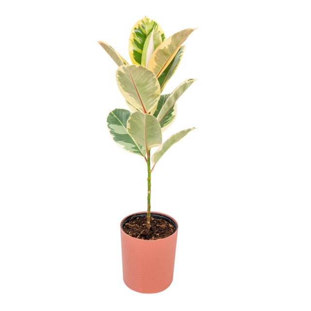 Costa Farms Assorted Indoor Plants in Self-Watering 10” Pot – Low Light ...