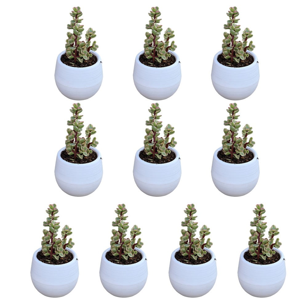 Plastic Flower Pot Succulent Plant Flowerpot For Home Garden Office ...