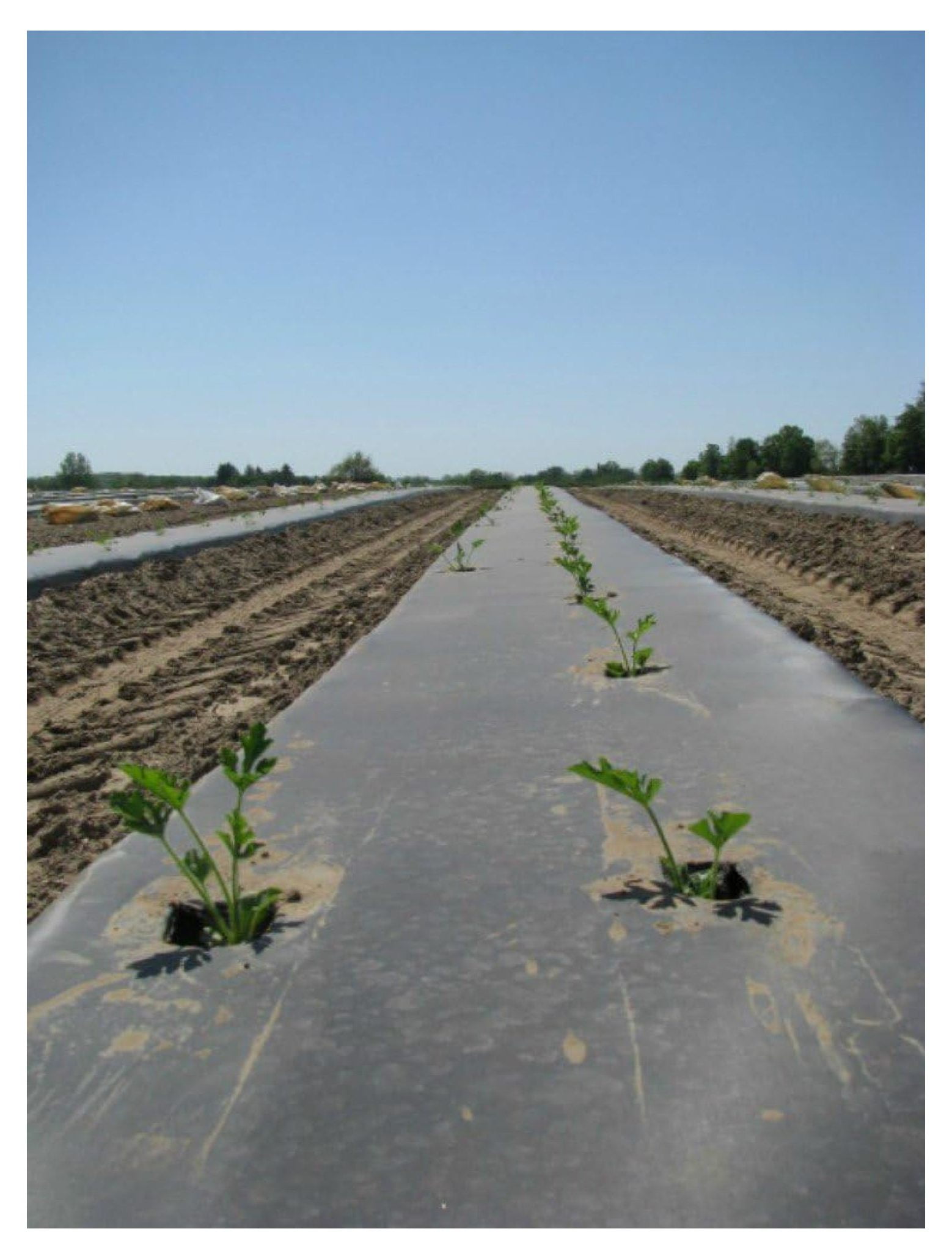 Plastic Mulch Film - Black - Eco-One - 4 ft. X 250 ft. - .5 Mil Thick ...