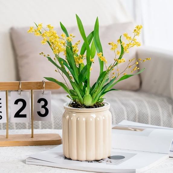 Plastic Self-Watering Flower Pot for Small Potted Plants, Clear Water ...