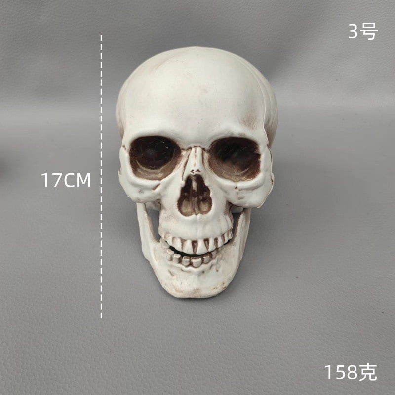Plastic Skull Head All Size Realistic Skull Skeleton Head for Halloween ...