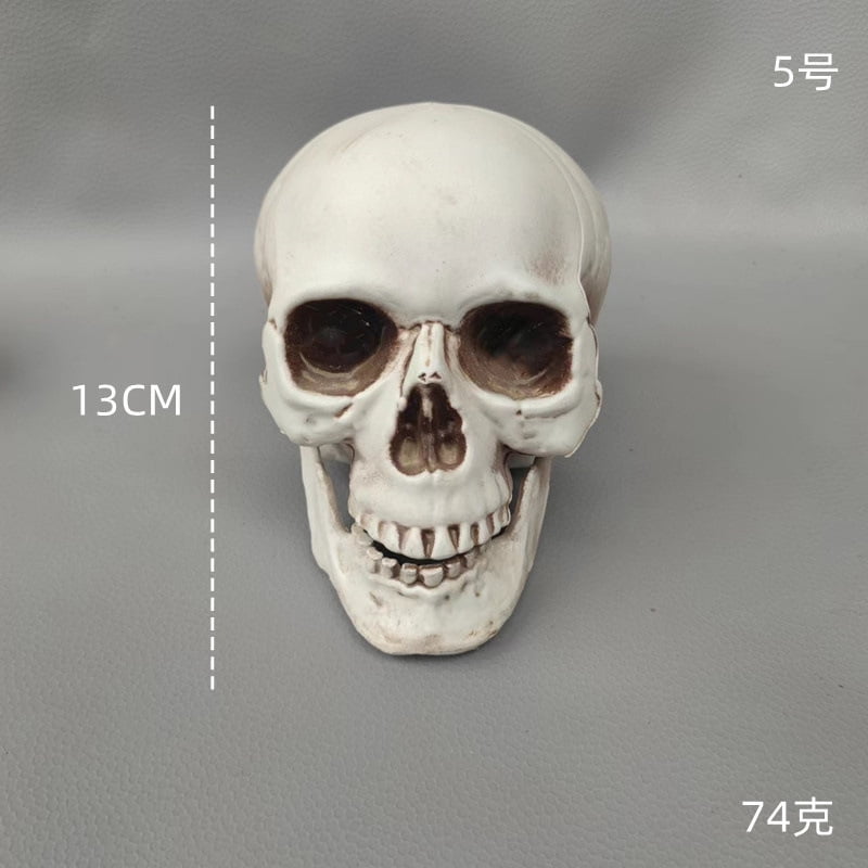 Plastic Skull Head All Size Realistic Skull Skeleton Head for Halloween ...