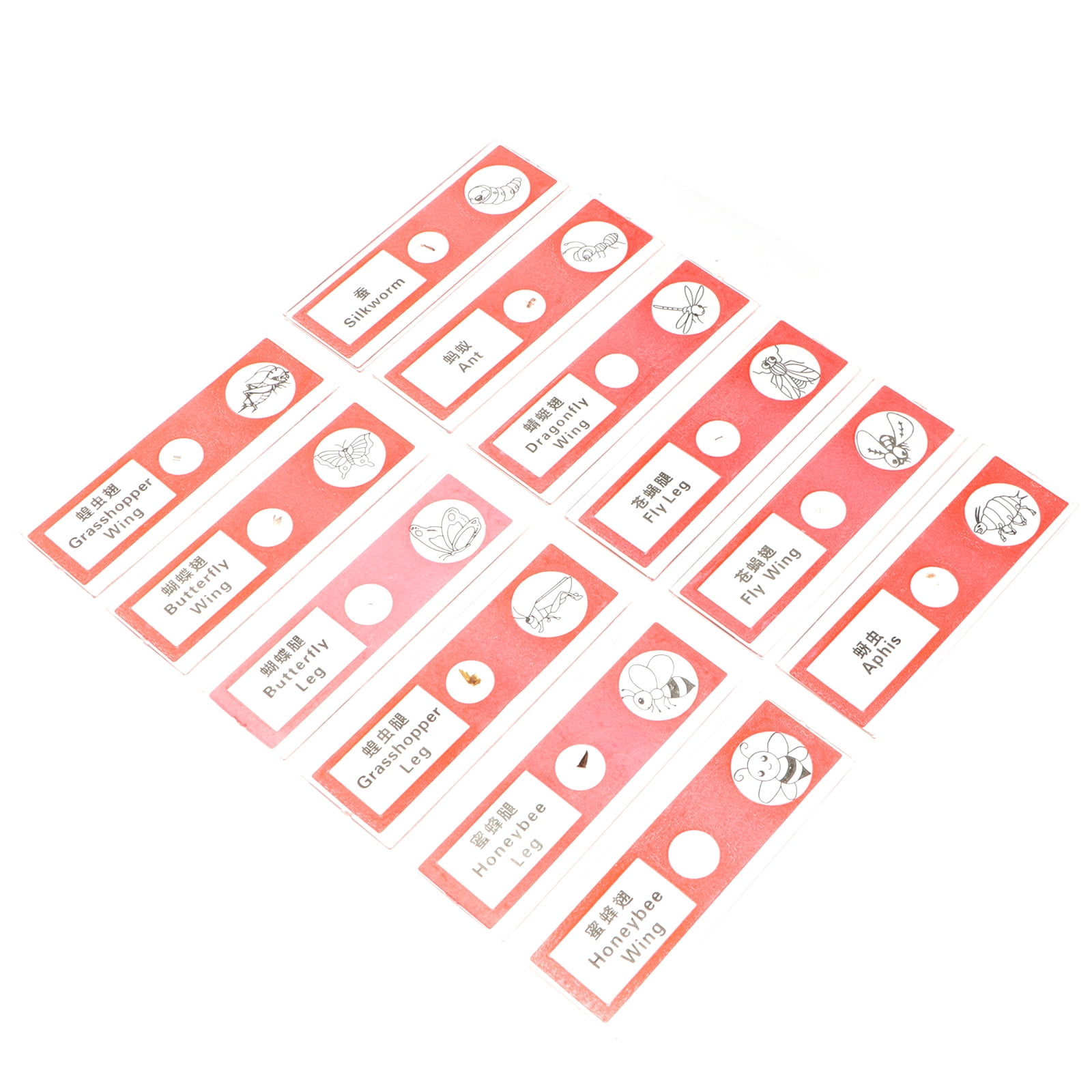 Plastic Specimen Slides Microscopic Kids Science Kit Microscope ...