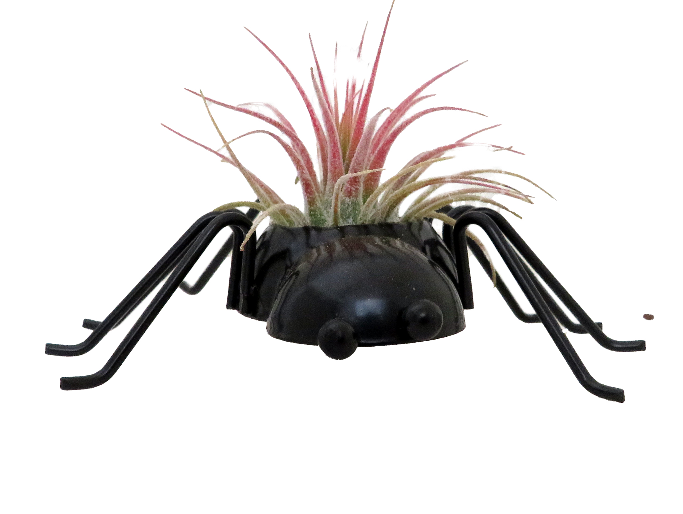 Plastic Spider Planter plus Live Air Plant - Tillandsia - Walmart ...