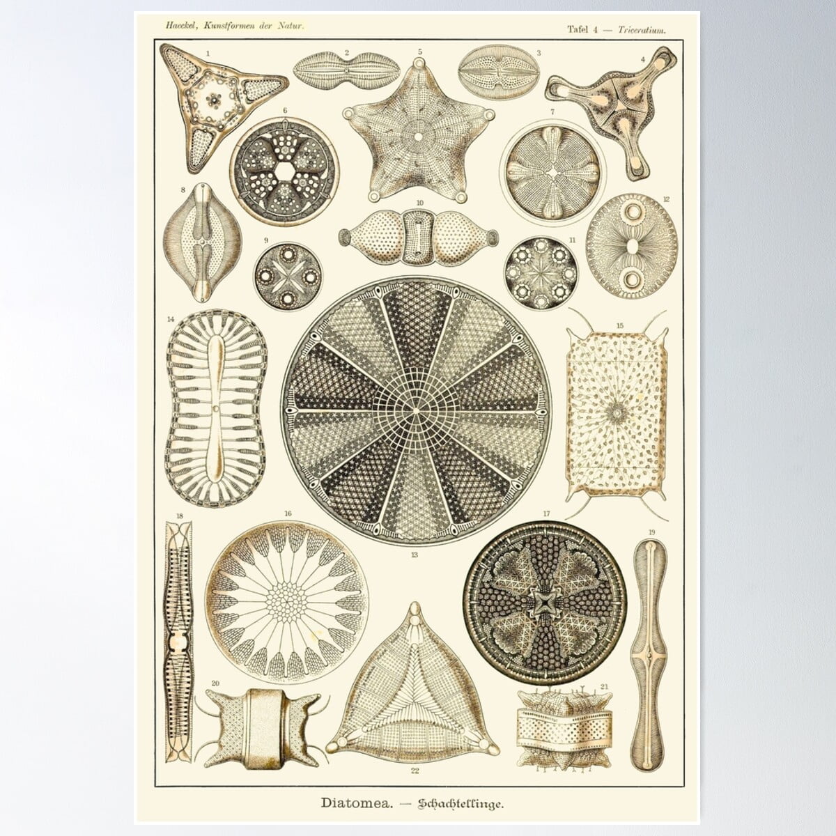 Plate 04. Diatoms, Microscopic Marine Creatures. Poster Wall Art ...