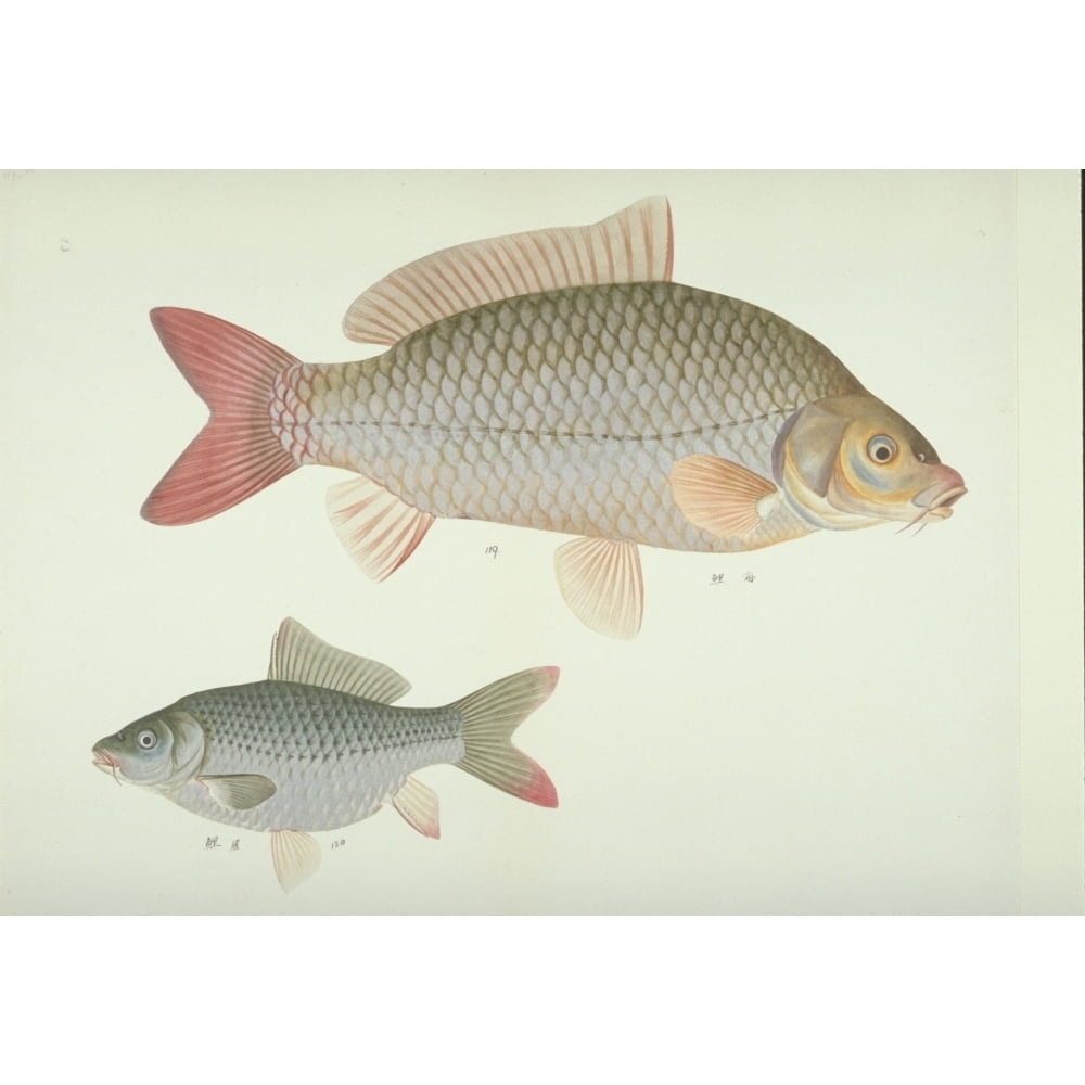 Plate 133 From The John Reeves Collection Poster Print By Mary Evans ...