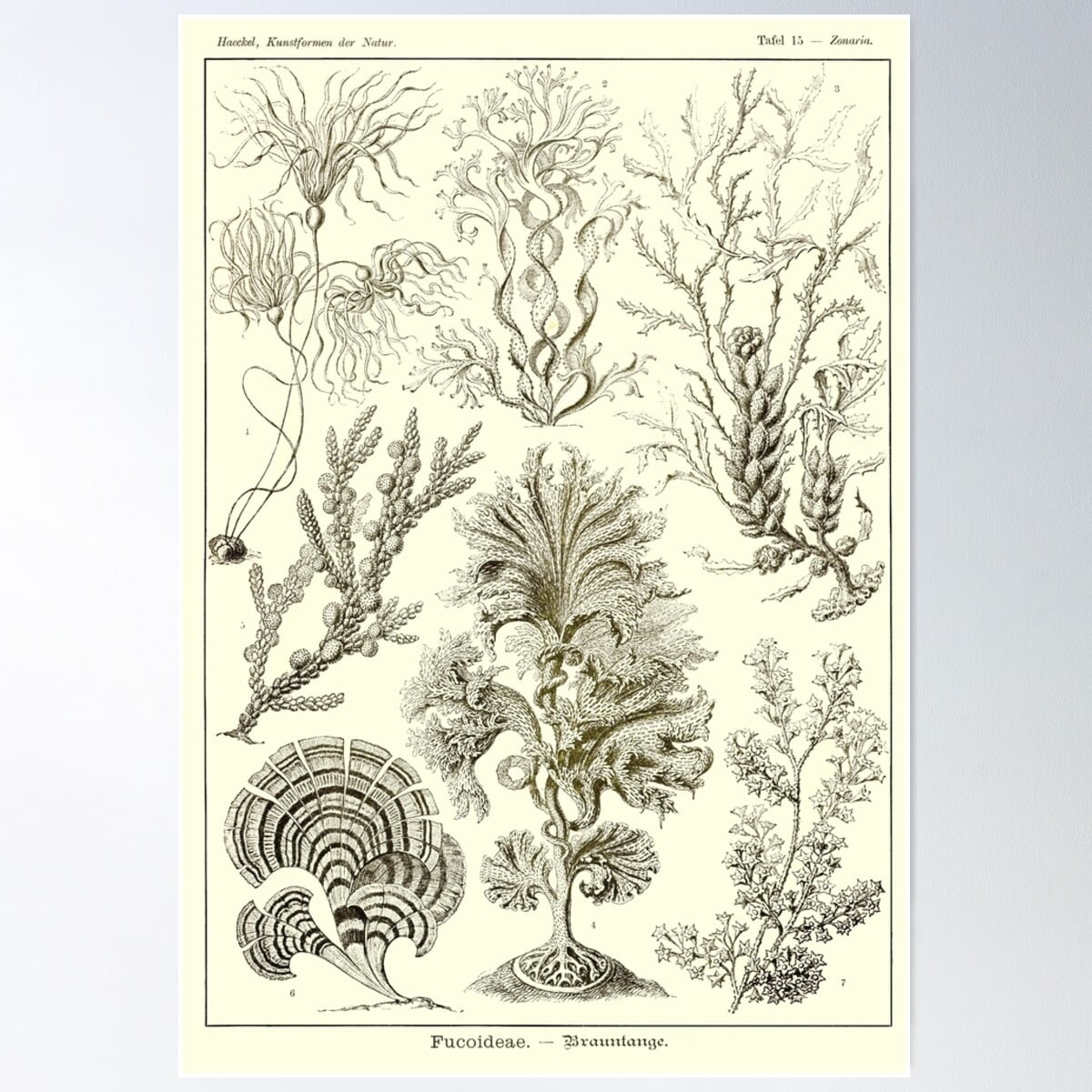 Plate 15. Fucoidea (Now Fucaceae) Are A Family Of Brown Algae (Seaweed ...