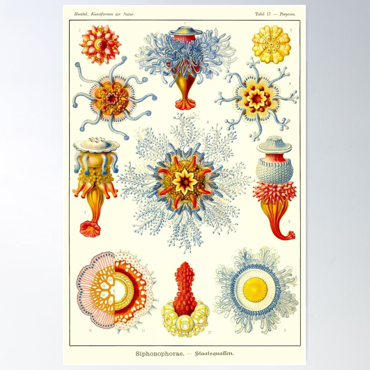 Plate 17. Siphonophores, Colonial Marine Invertebrates That Can ...
