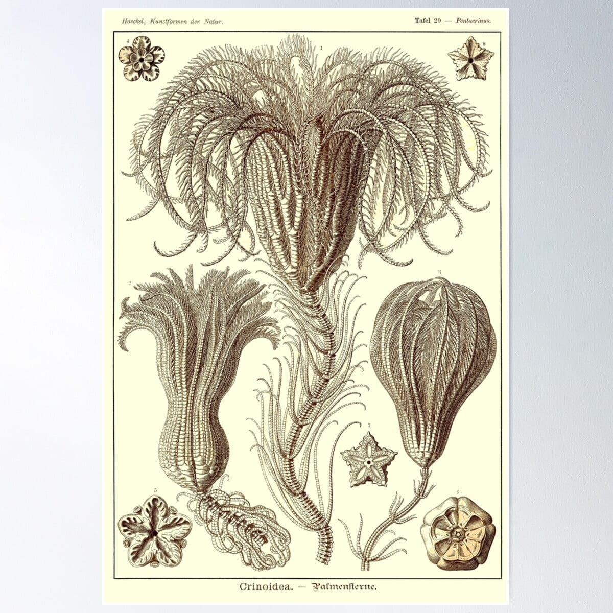 Plate 20. Crinoids, Marine Animals Also Known As Sea Lilies Or Feather ...