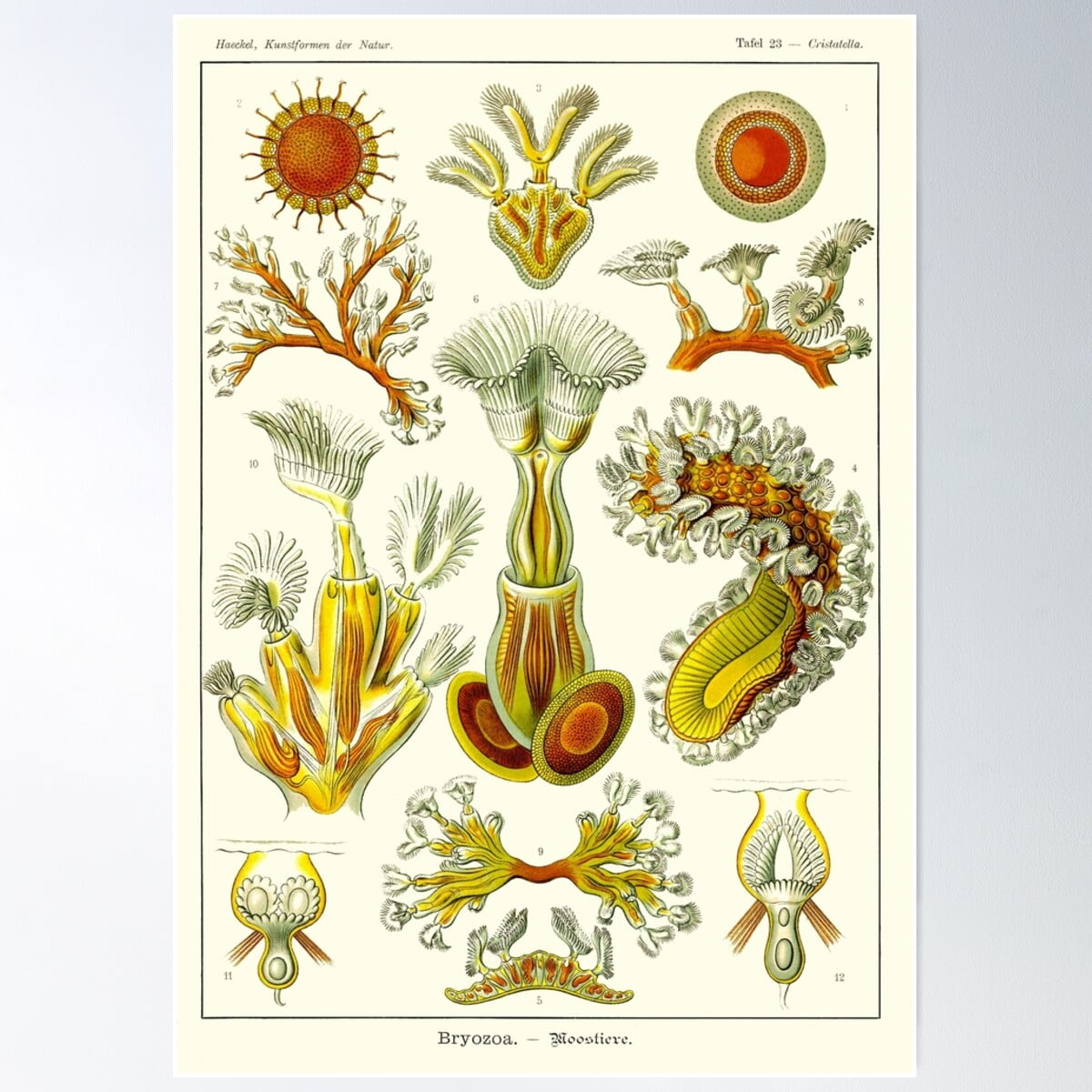 Plate 23. Bryozoa, A Phylum Of Aquatic Invertebrates Known As 'Moss ...