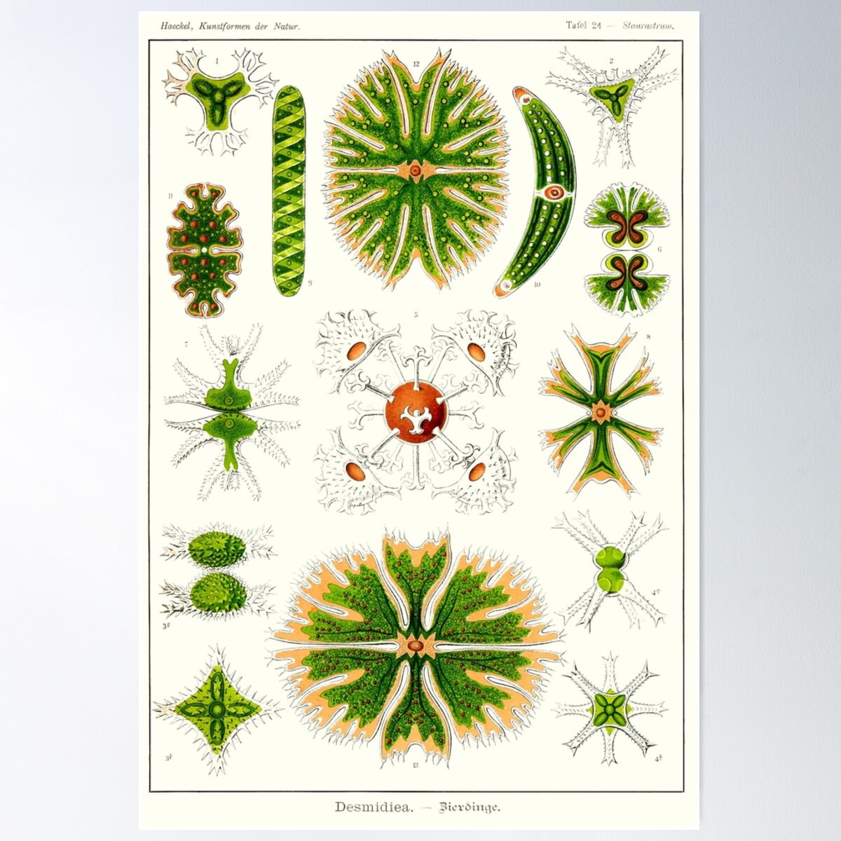 Plate 24. Desmids. Microscopic Green Algae. Poster Wall Art, Modern ...