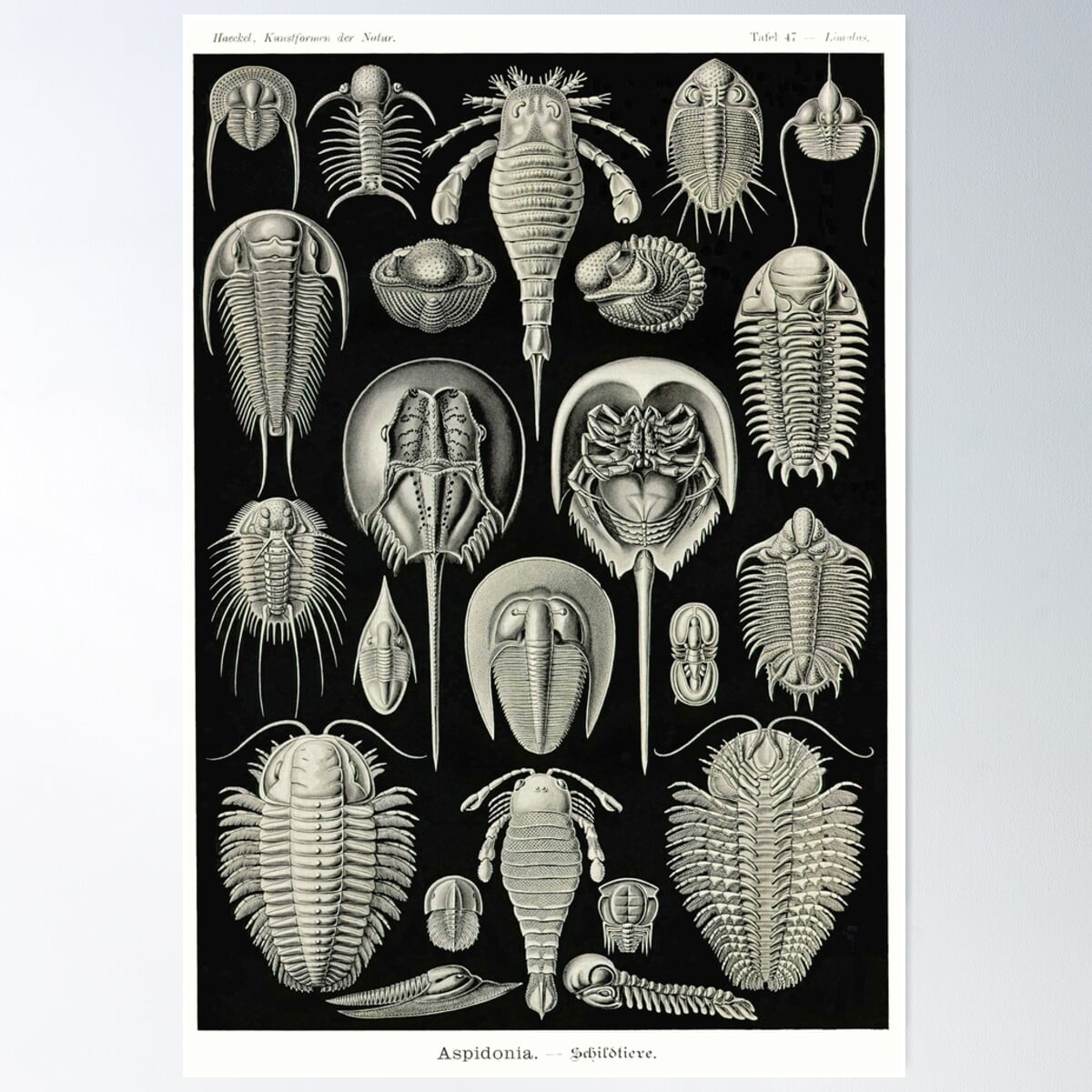 Plate 47. Trilobites And Sea Scorpions Poster Wall Art, Modern Wall ...