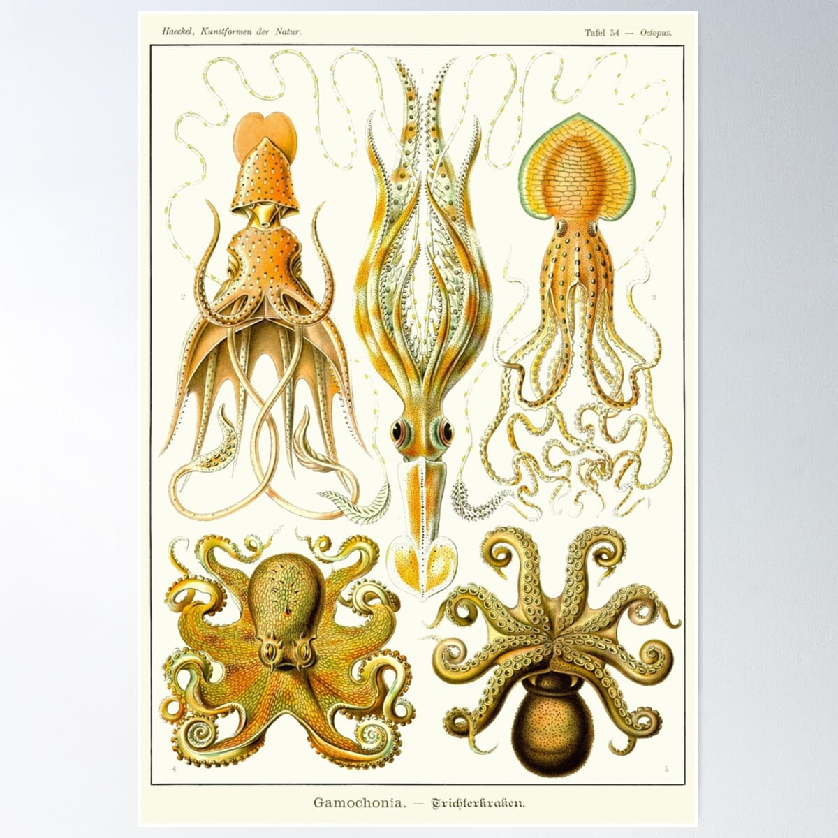 Plate 54. Gamochonia, An Old Grouping Of Squids And Octopods. Poster ...