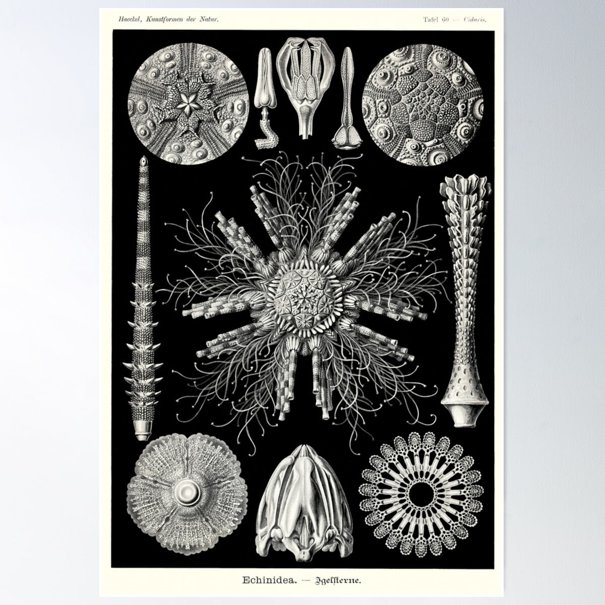 Plate 60. Echinidea, An Abandoned Grouping Of Fossil And Primitive Sea ...