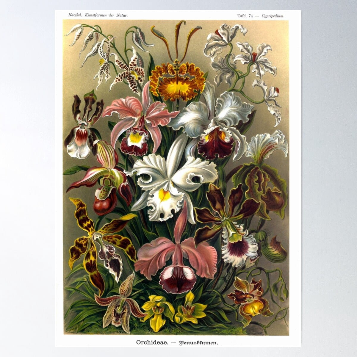 Plate 74. Orchidae (Orchidaceae, The Family Of Orchids. Poster Wall Art ...
